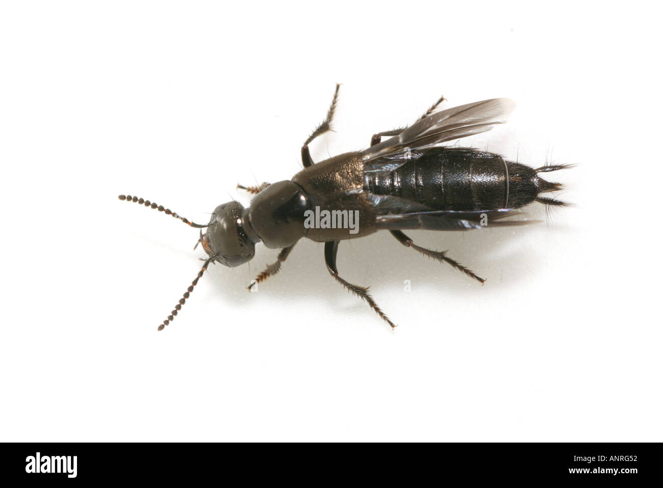 Black insect on white background Stock Photo - Alamy