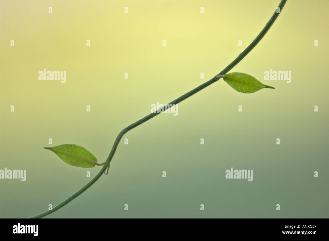 isolated vine with leaf green nature Stock Photo - Alamy