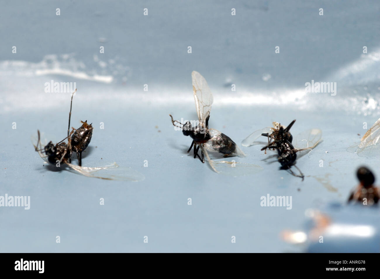 Poisonous ant hi-res stock photography and images - Alamy