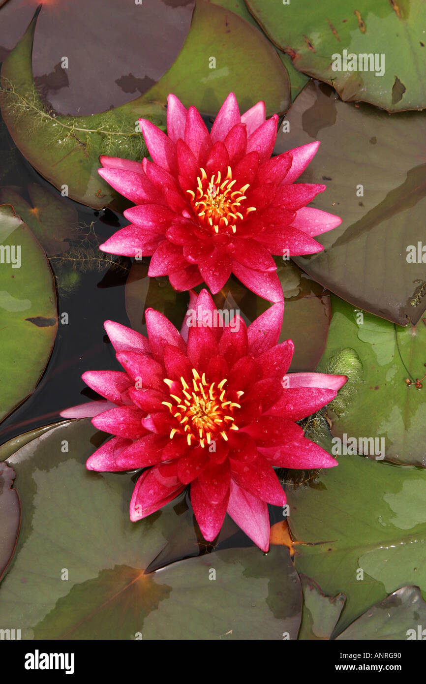 Two red water lilies hi-res stock photography and images - Alamy