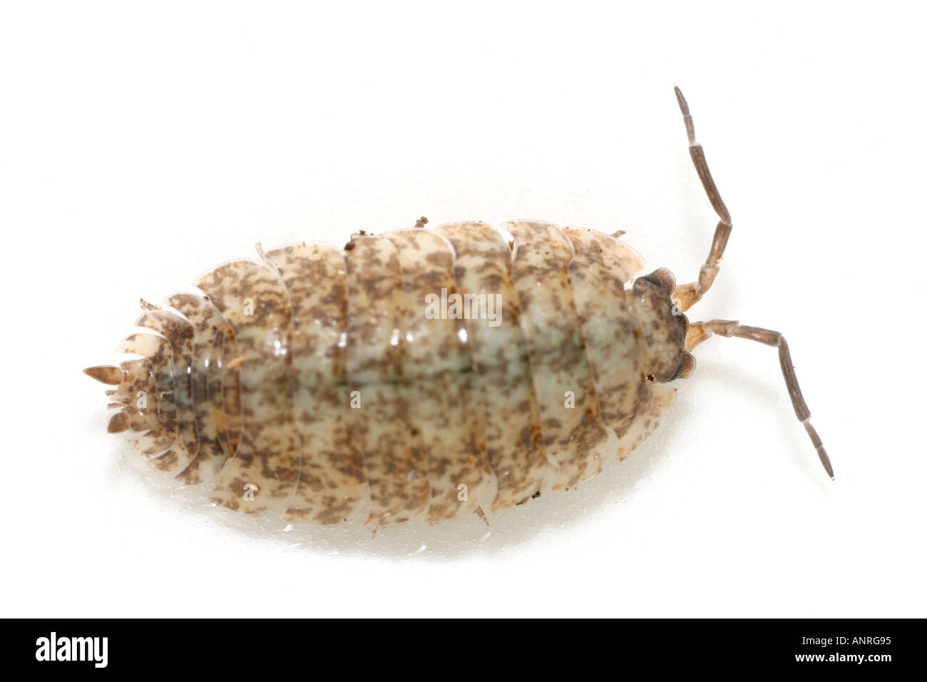 Light brown Woodlouse on white background Stock Photo - Alamy