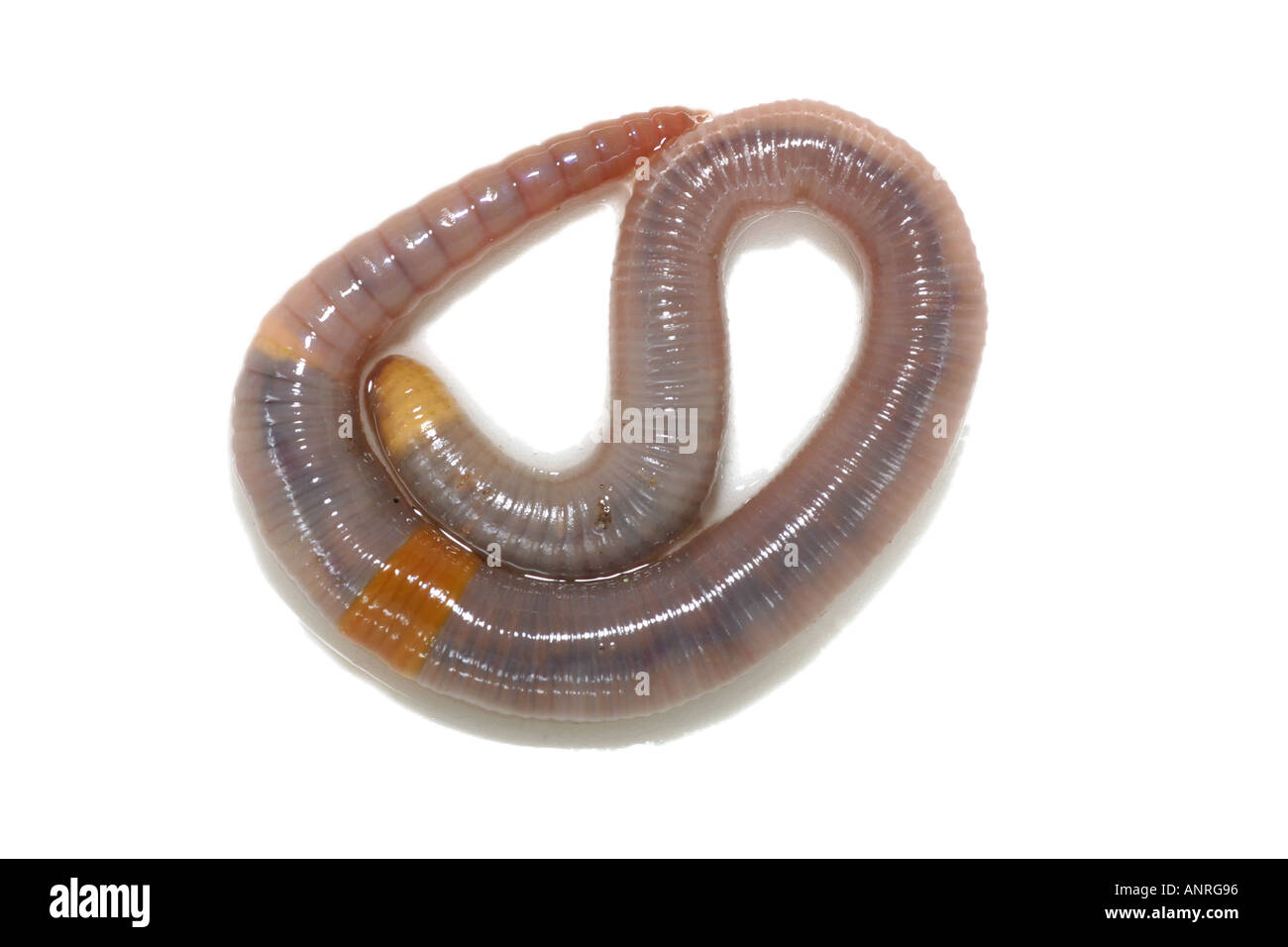 Earth worm cutout hi-res stock photography and images - Alamy