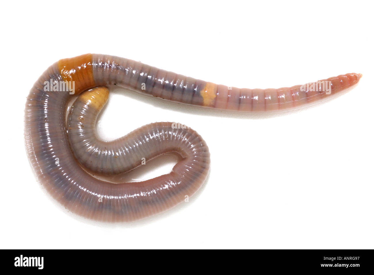 Earth worm cutout hi-res stock photography and images - Alamy