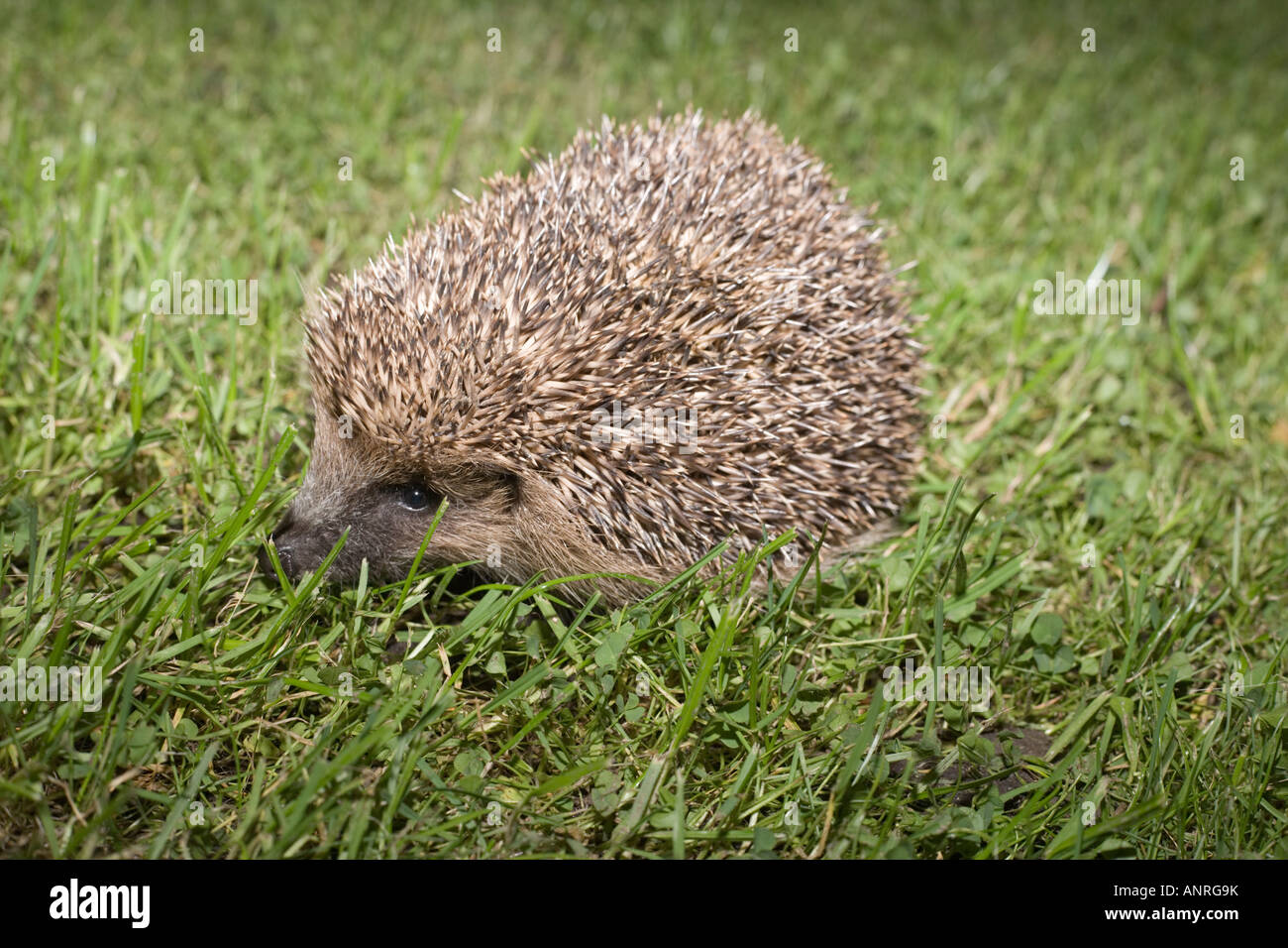 Spiky animals hi-res stock photography and images - Alamy