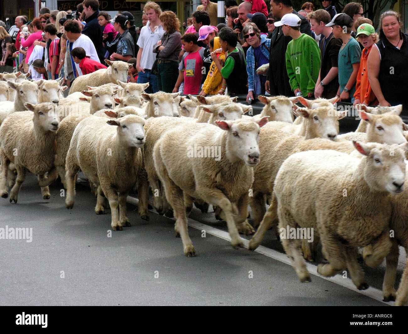 The Te Kuiti Muster Sheep Shearing Nationals New Zealand 2005 Stock ...