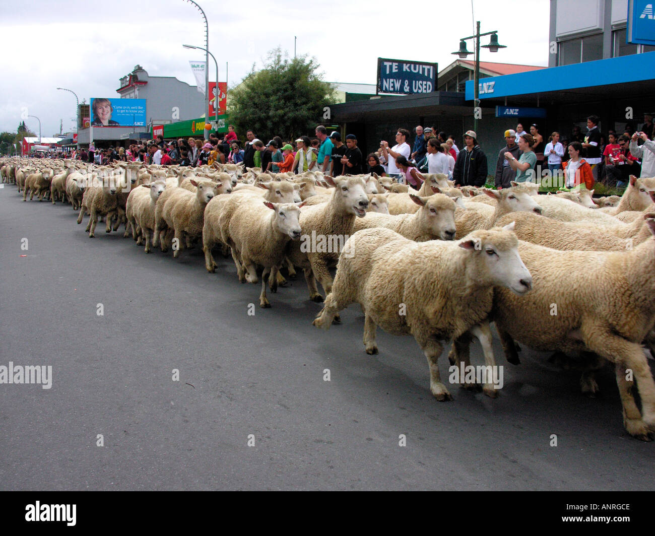 The Te Kuiti Muster Sheep Shearing Nationals New Zealand 2005 Stock ...