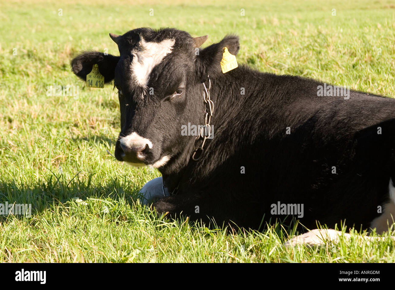 Bull picture hi-res stock photography and images - Alamy