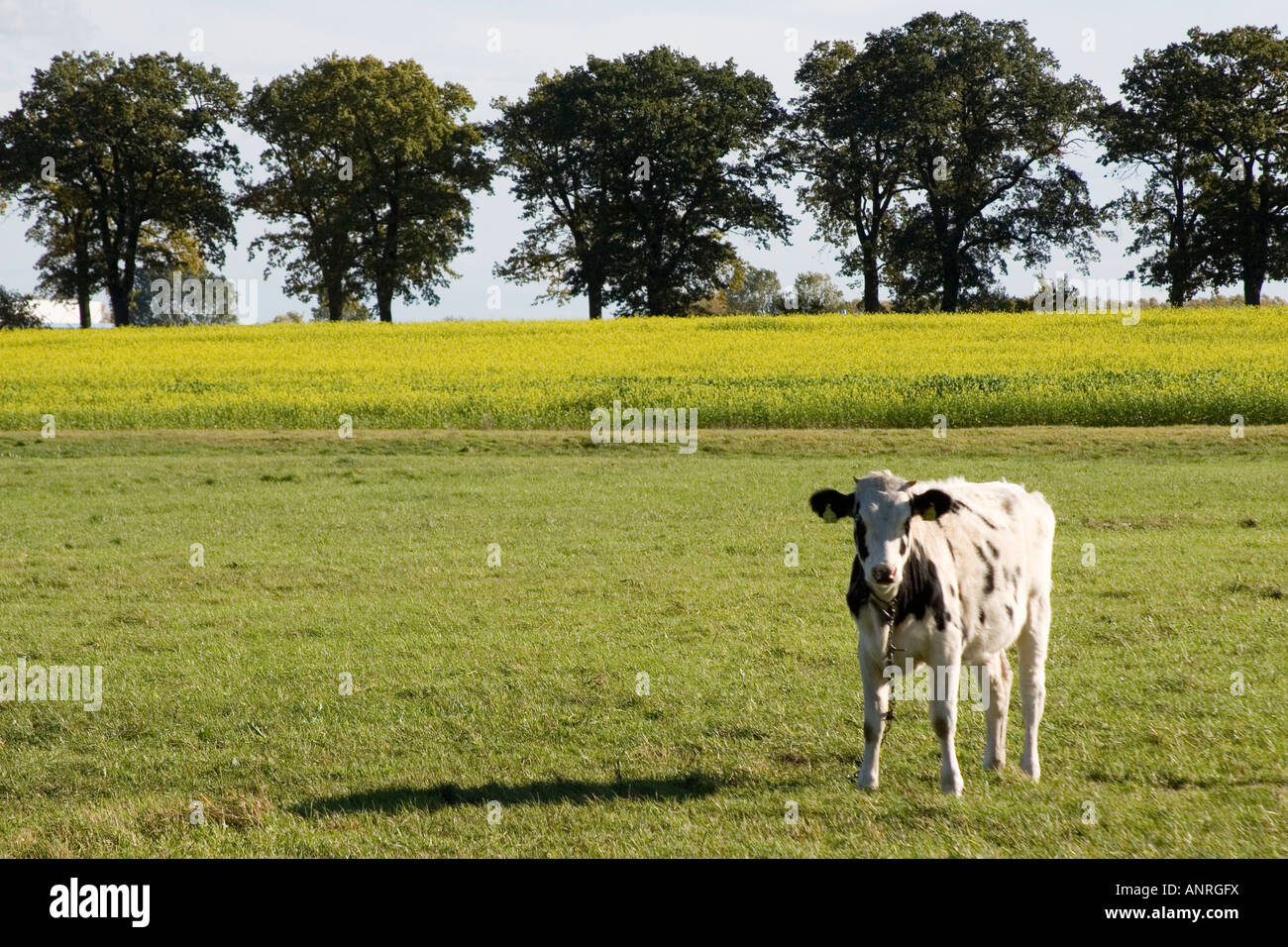 cow on field Stock Photo - Alamy