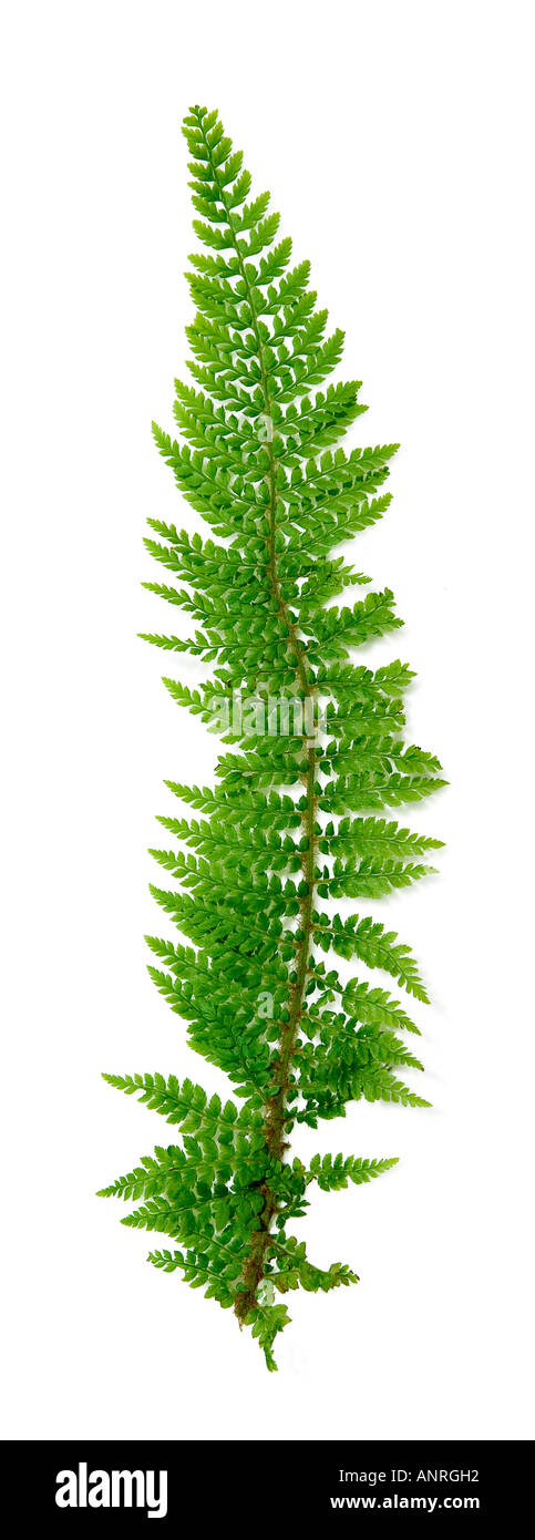 Delicate fern leaf Cut Out Stock Images & Pictures - Alamy