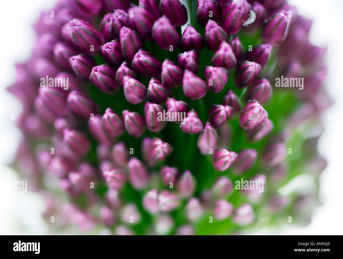 COMMON NAME Allium LATIN NAME Allium Stock Photo - Alamy