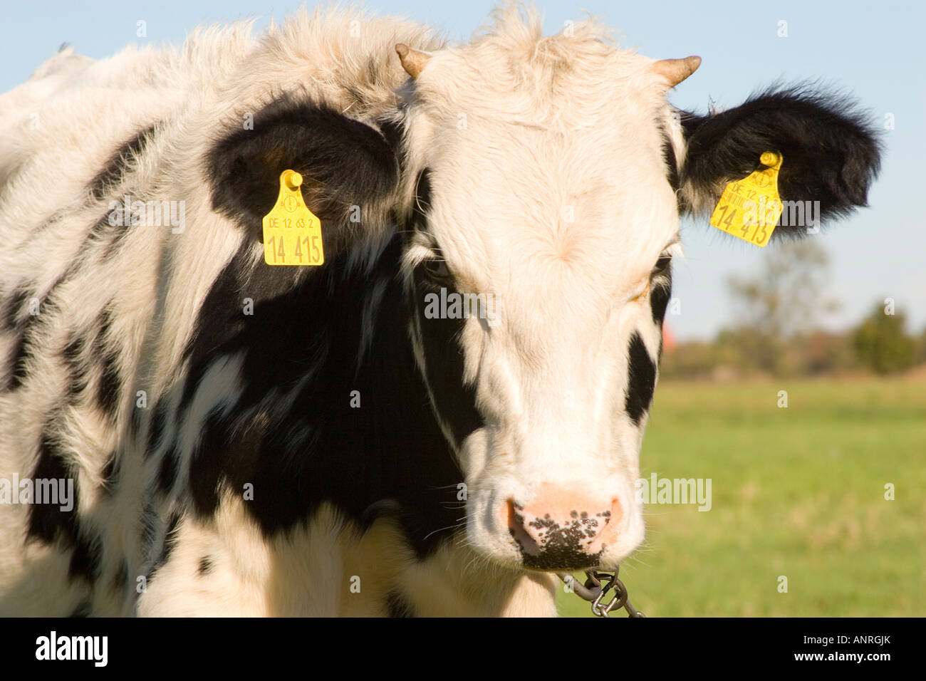portrait of bull Stock Photo - Alamy