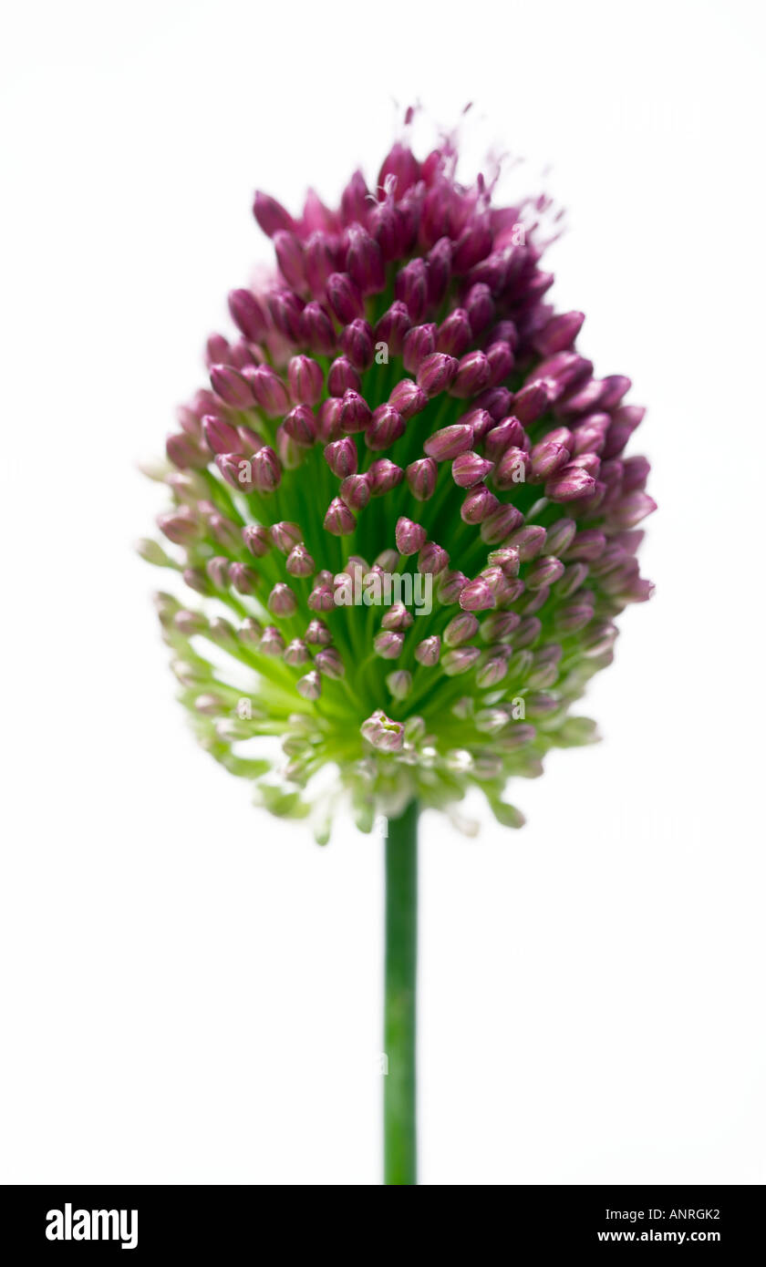 COMMON NAME Allium LATIN NAME Allium Stock Photo - Alamy