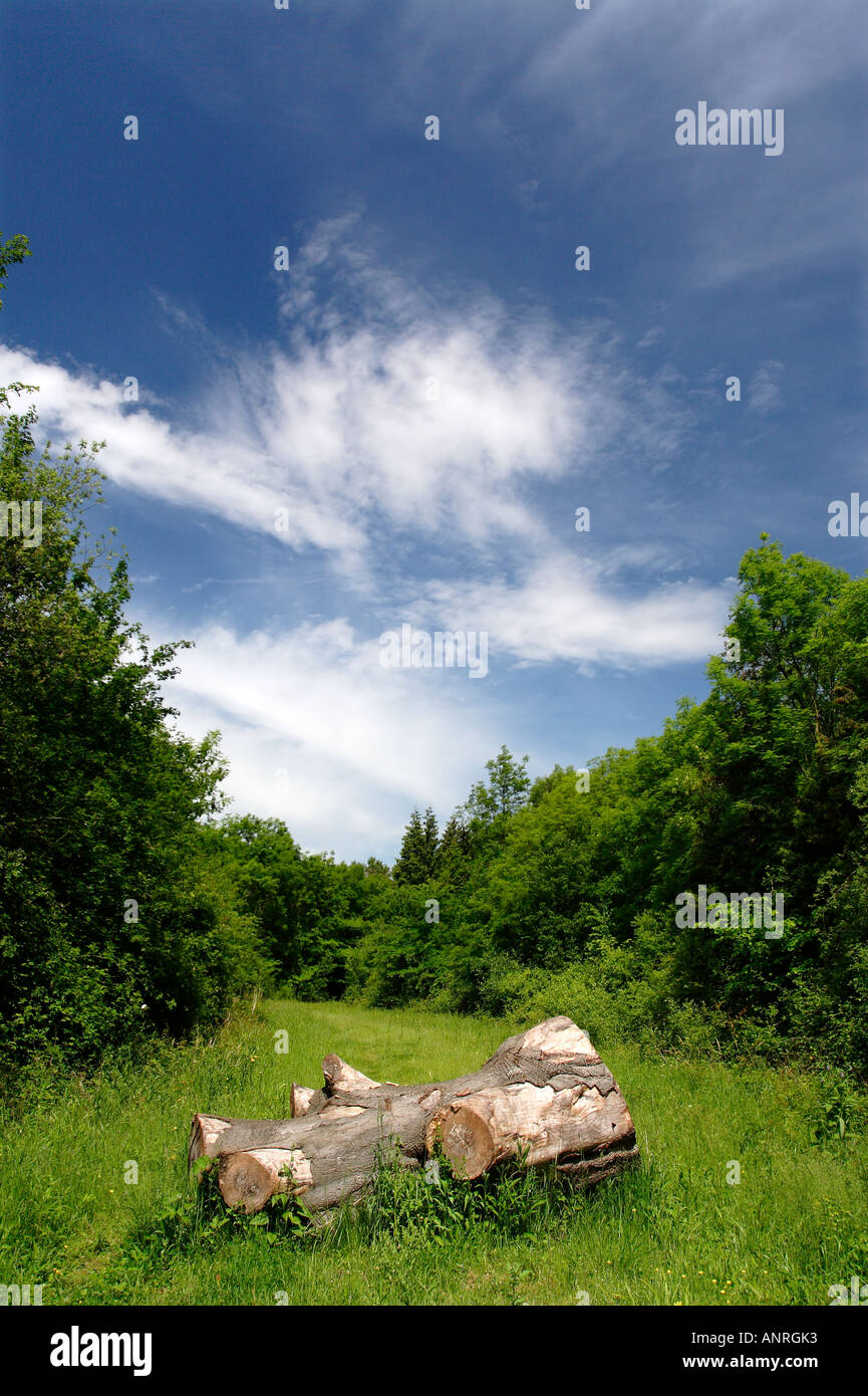 Wooden log in a forest clearing Stock Photo - Alamy