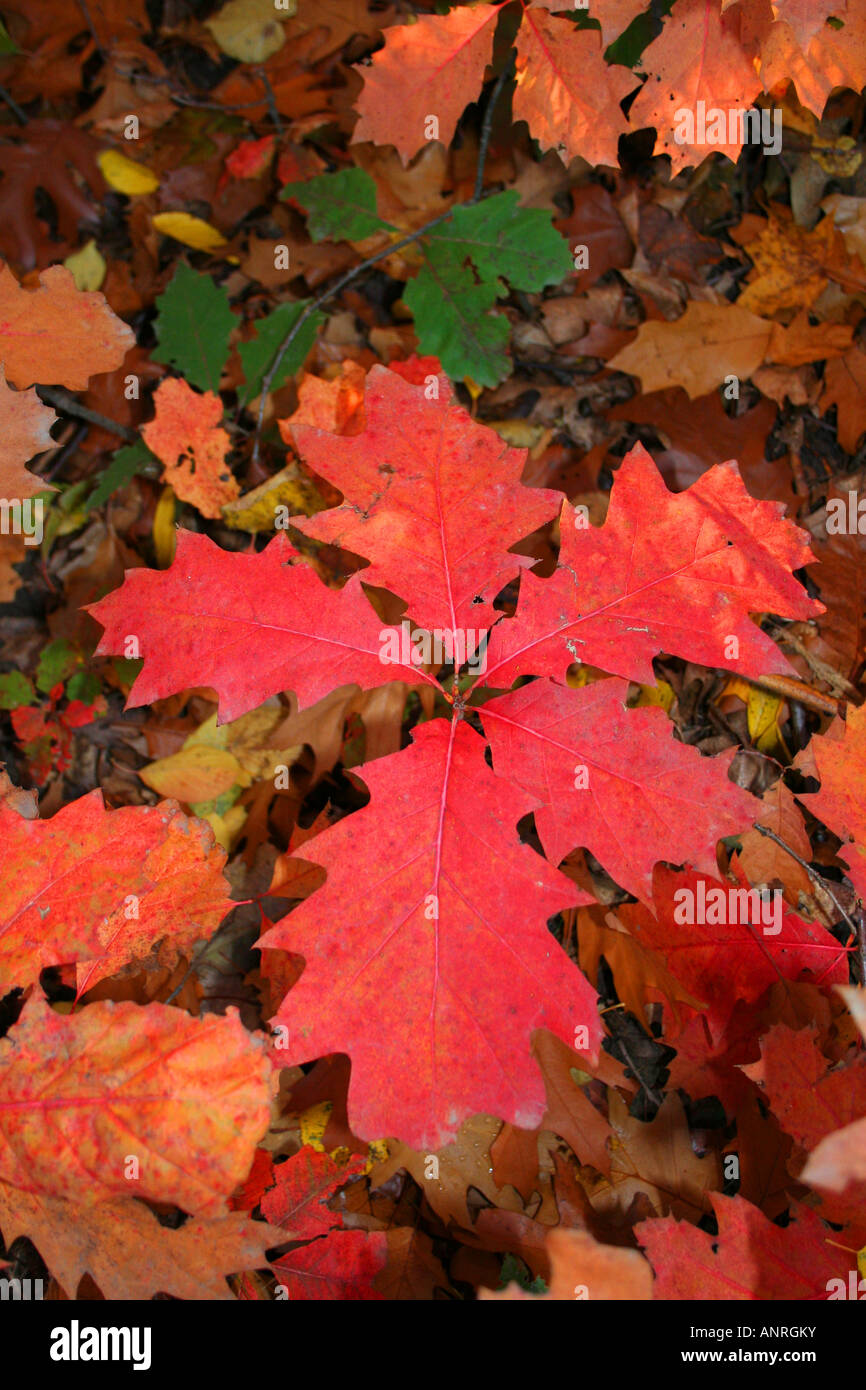 Leaf in Autumn Landscape beautiful vivid nature Stock Photo - Alamy