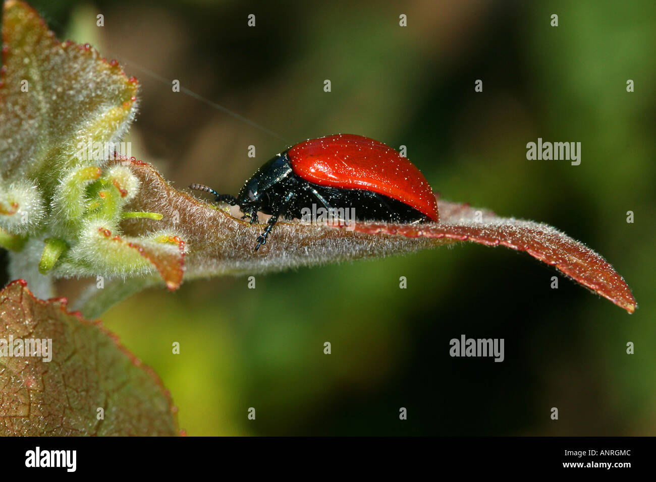 Red insect hi-res stock photography and images - Alamy