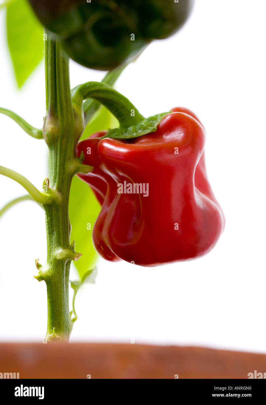 COMMON NAME Red pepper LATIN NAME Capsicum annuum Stock Photo - Alamy