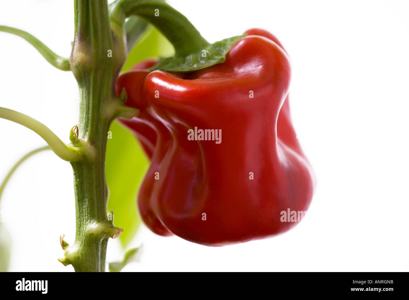 COMMON NAME Red pepper LATIN NAME Capsicum annuum Stock Photo - Alamy