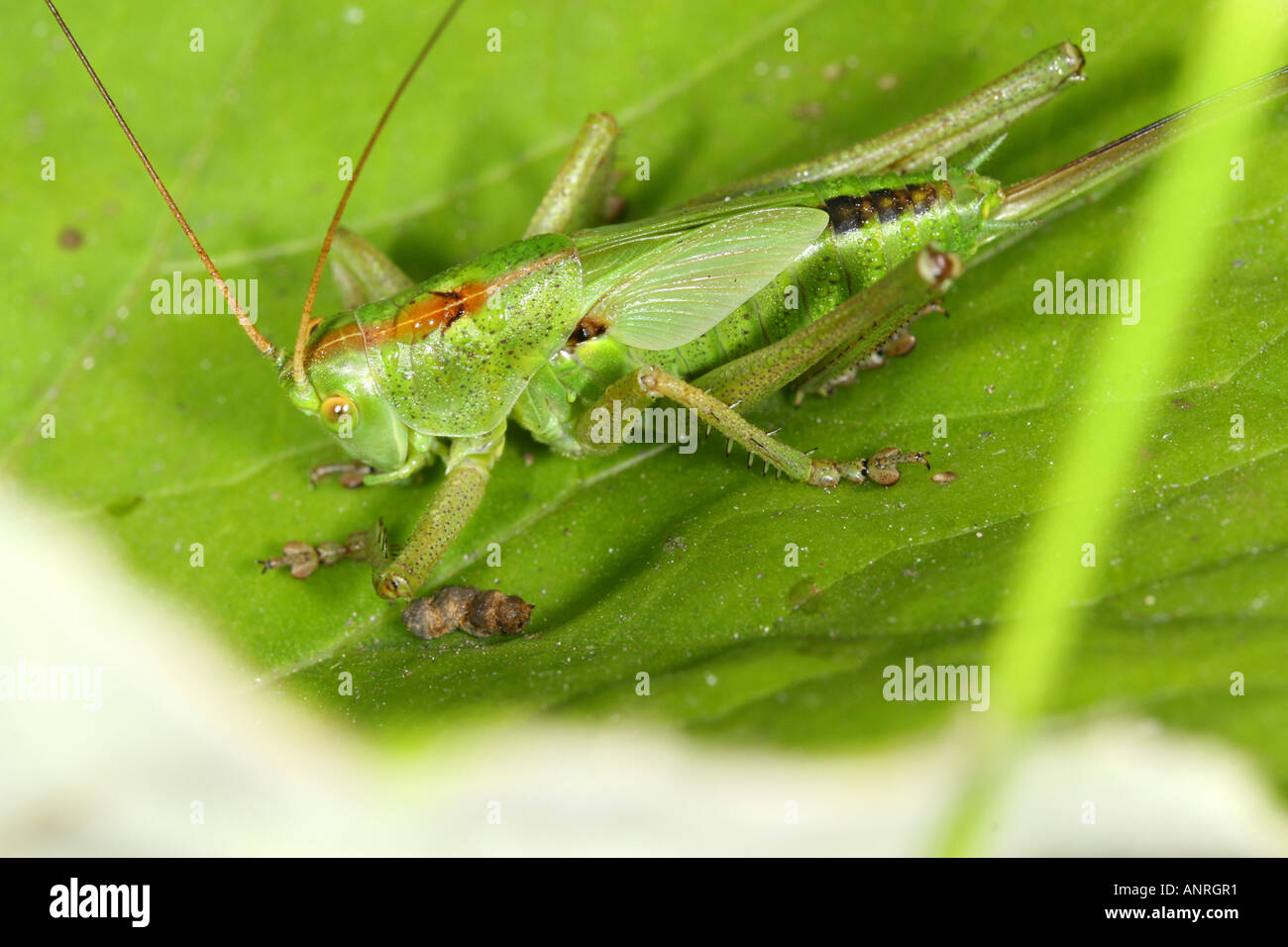 Grasshopper on the leaf hi-res stock photography and images - Alamy