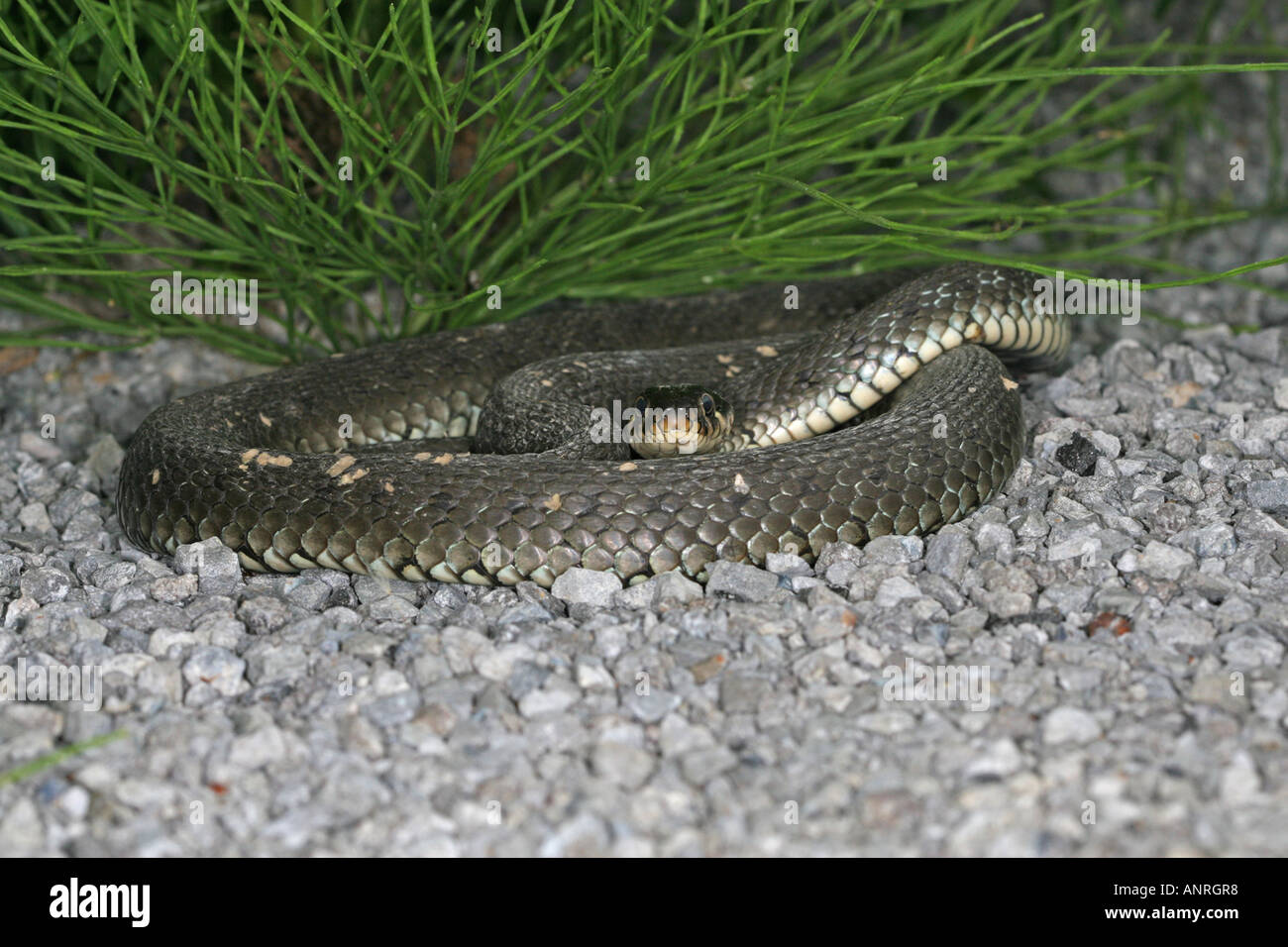 Grass snake Natrix natrix on gravel Stock Photo - Alamy