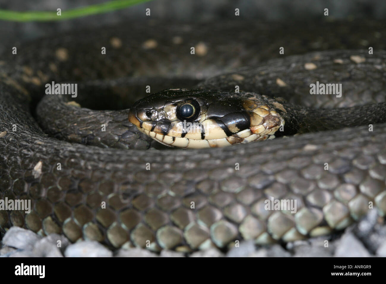 Grass snake Natrix natrix on gravel Stock Photo - Alamy