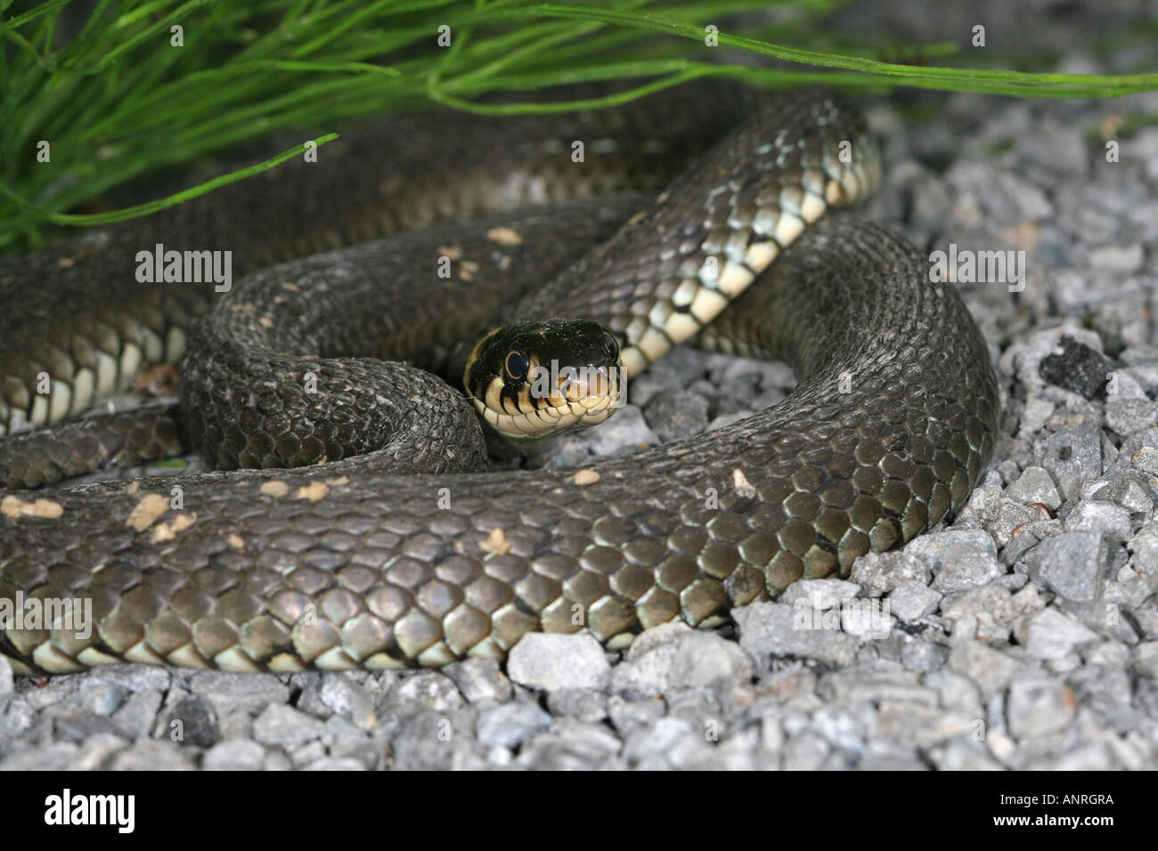 Grass Snake Natrix natrix on gravel Stock Photo - Alamy