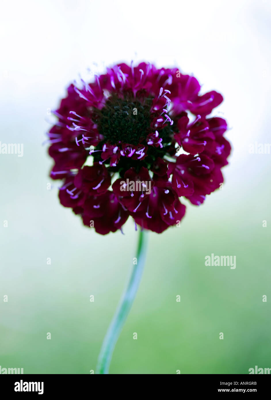 COMMON NAME: Scabious LATIN NAME: Scabiosa Stock Photo - Alamy