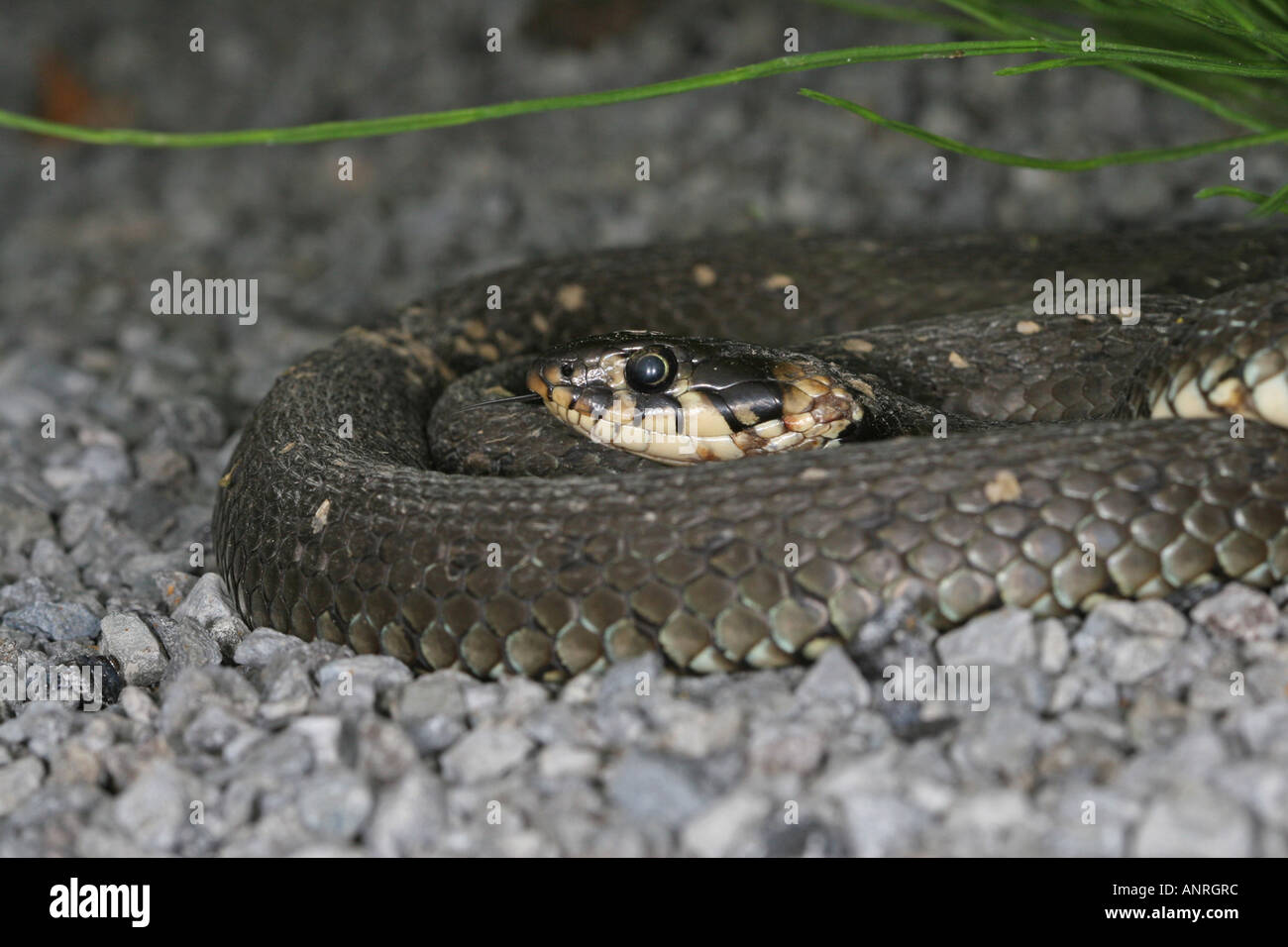 Grass snake on gravel Stock Photo - Alamy