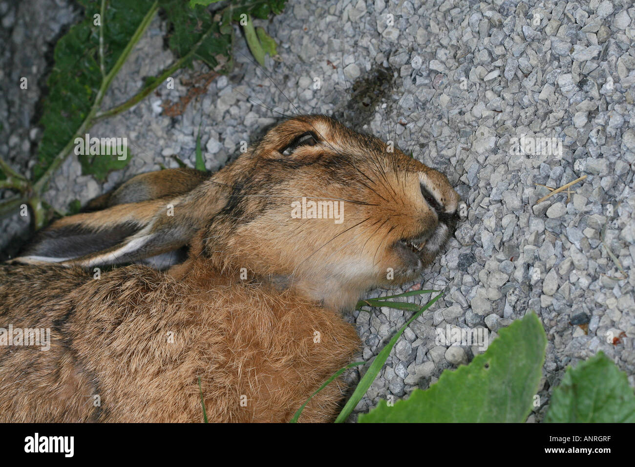 Dead Hare Lepus Europaeus on a tarmack road Stock Photo - Alamy