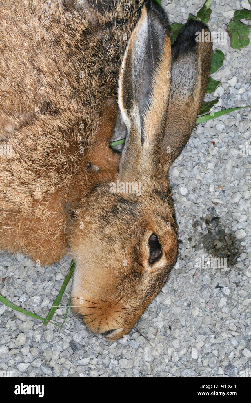 Dead Hare Lepus Europaeus on a tarmack road Stock Photo - Alamy