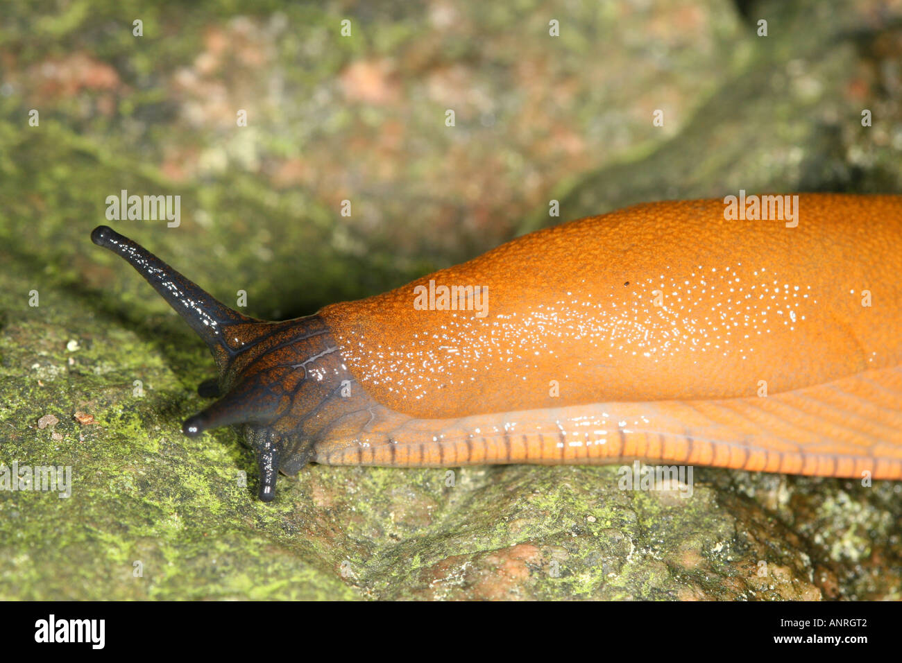 Killer snail hi-res stock photography and images - Alamy