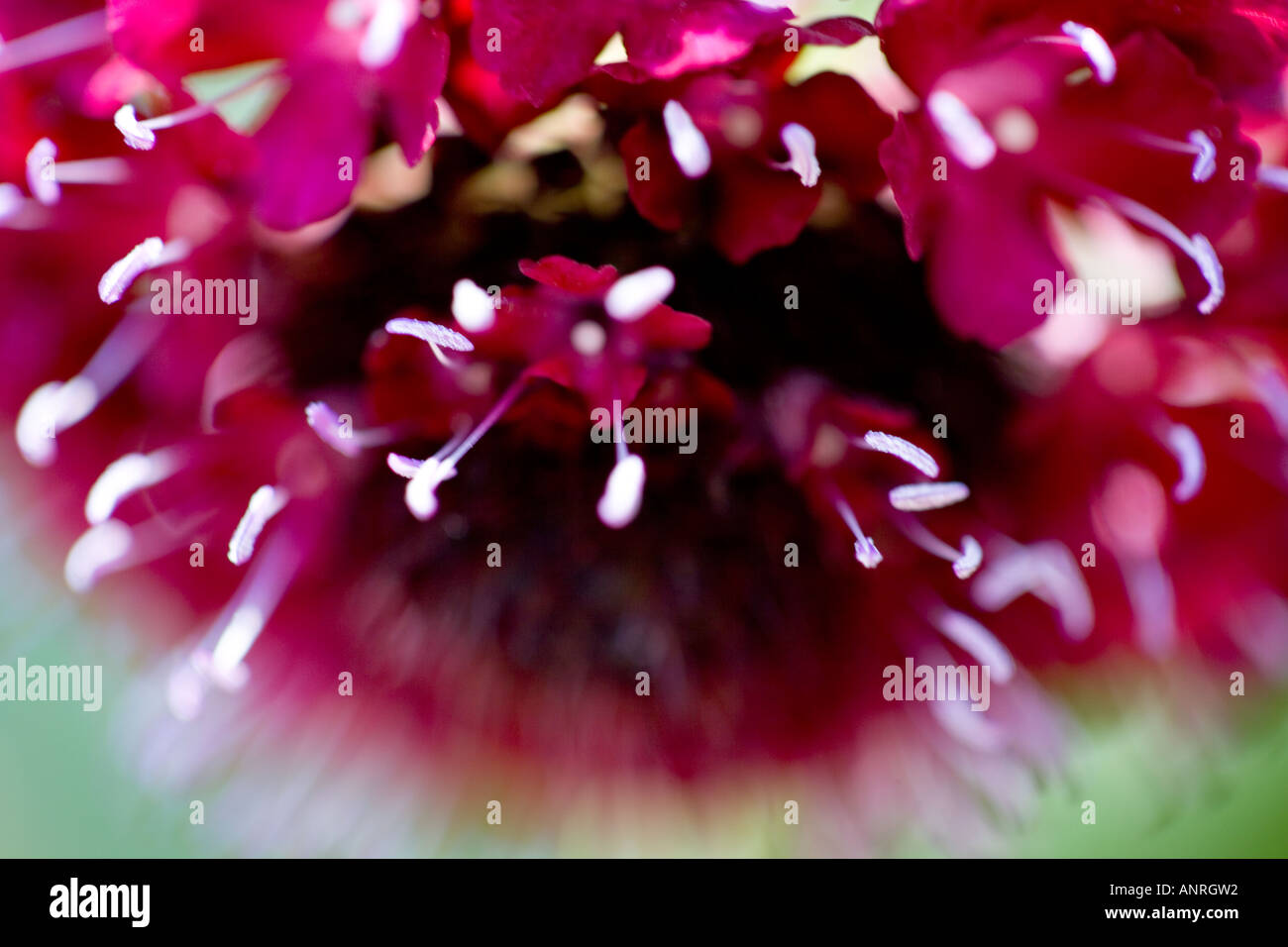 Red scabiosa hi-res stock photography and images - Alamy
