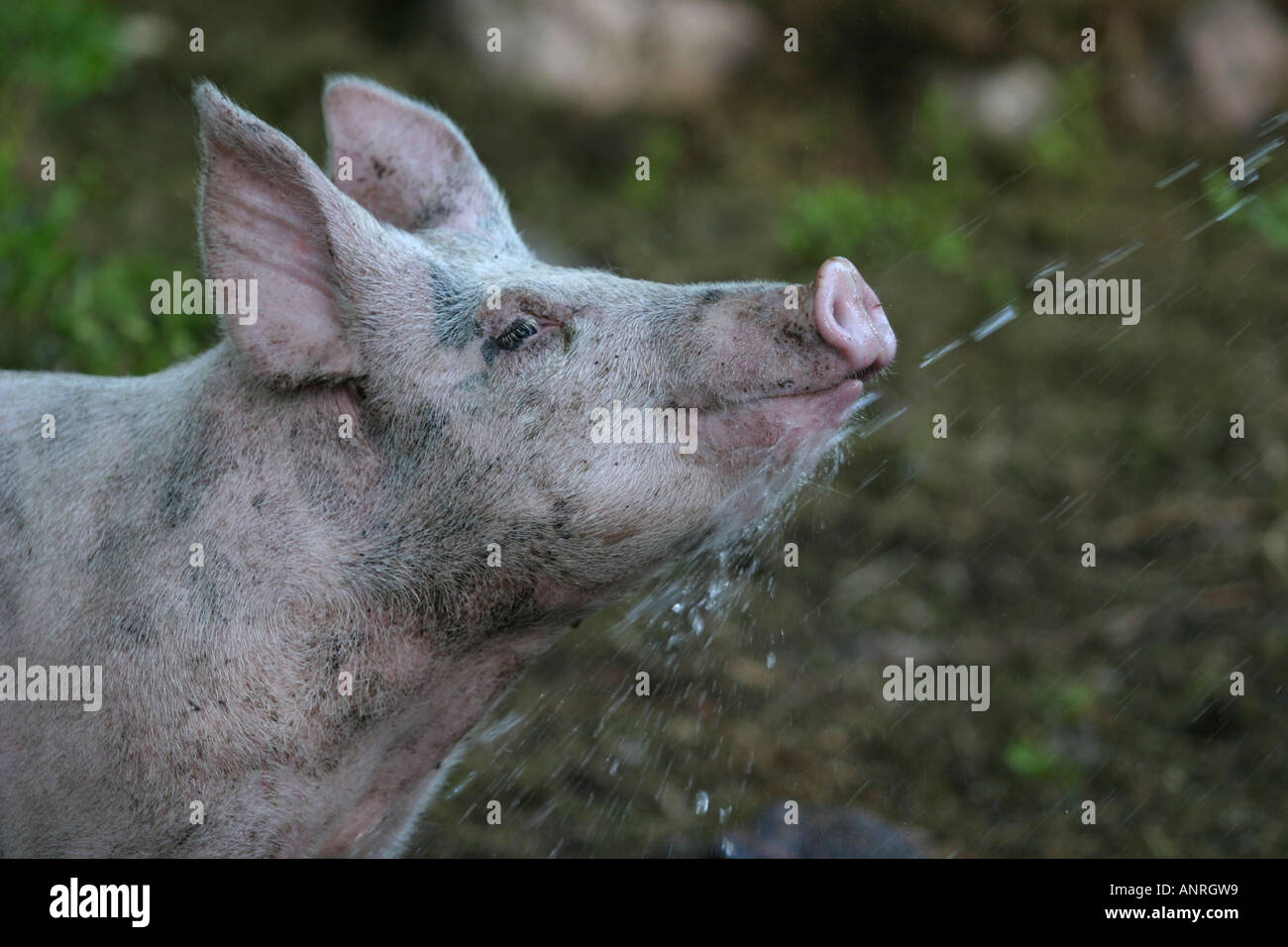 Pigg hi-res stock photography and images - Alamy