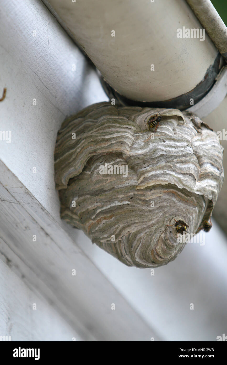 Wasp nest under roof hi-res stock photography and images - Alamy