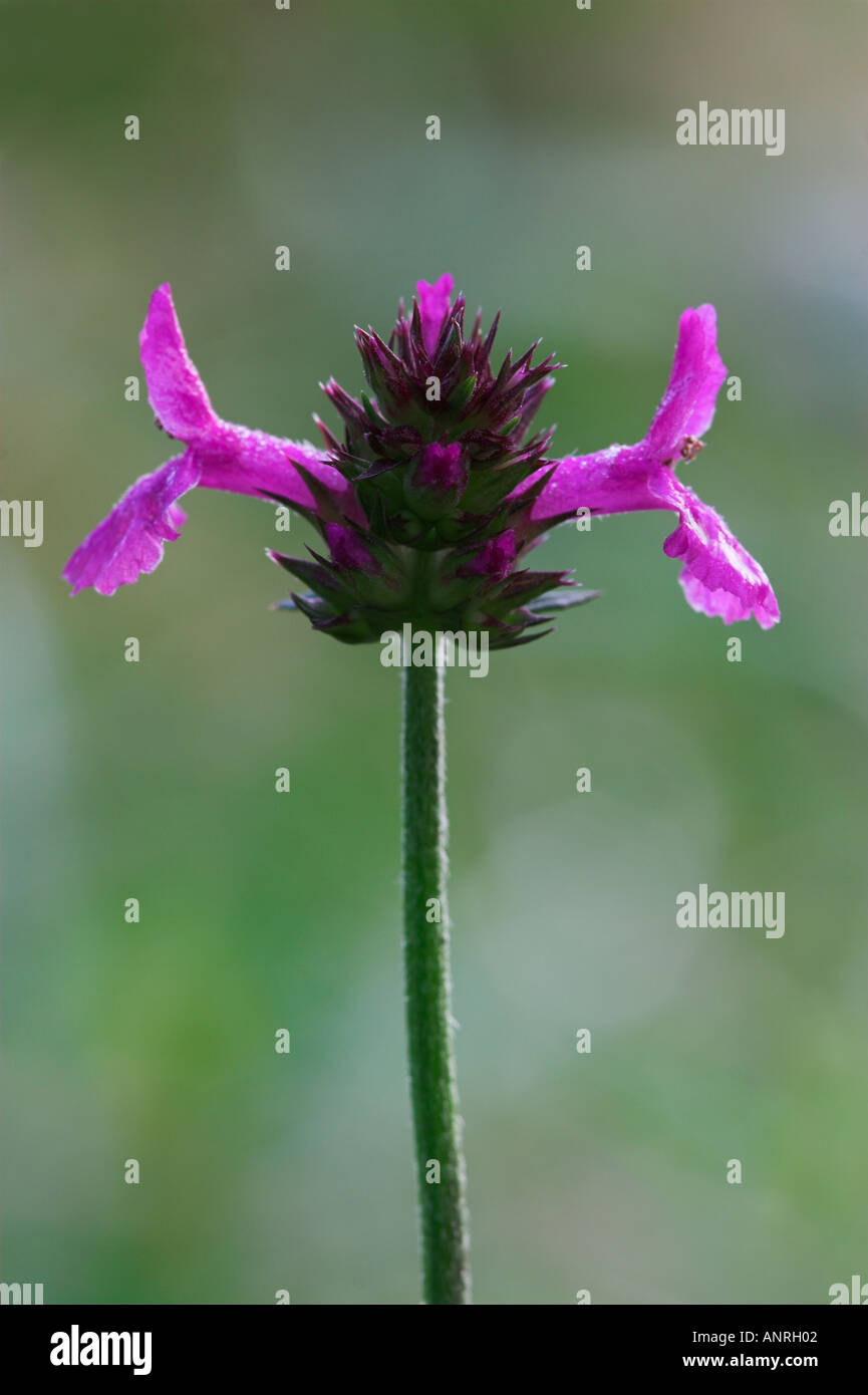 BETONY Stachys officinalis Stock Photo - Alamy