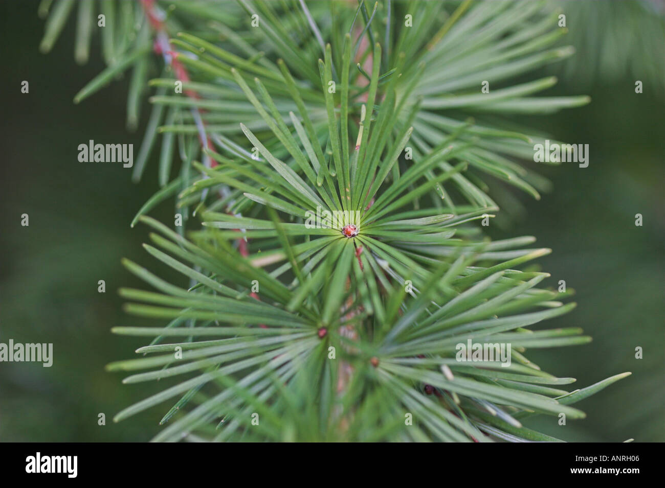 Japanese larch Larix kaempferi close up of branch Stock Photo - Alamy