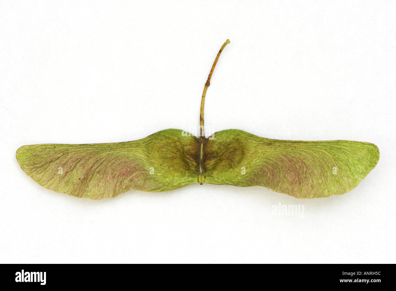 Field or Common Maple Tree Acer campestre cut out winged seed Stock ...