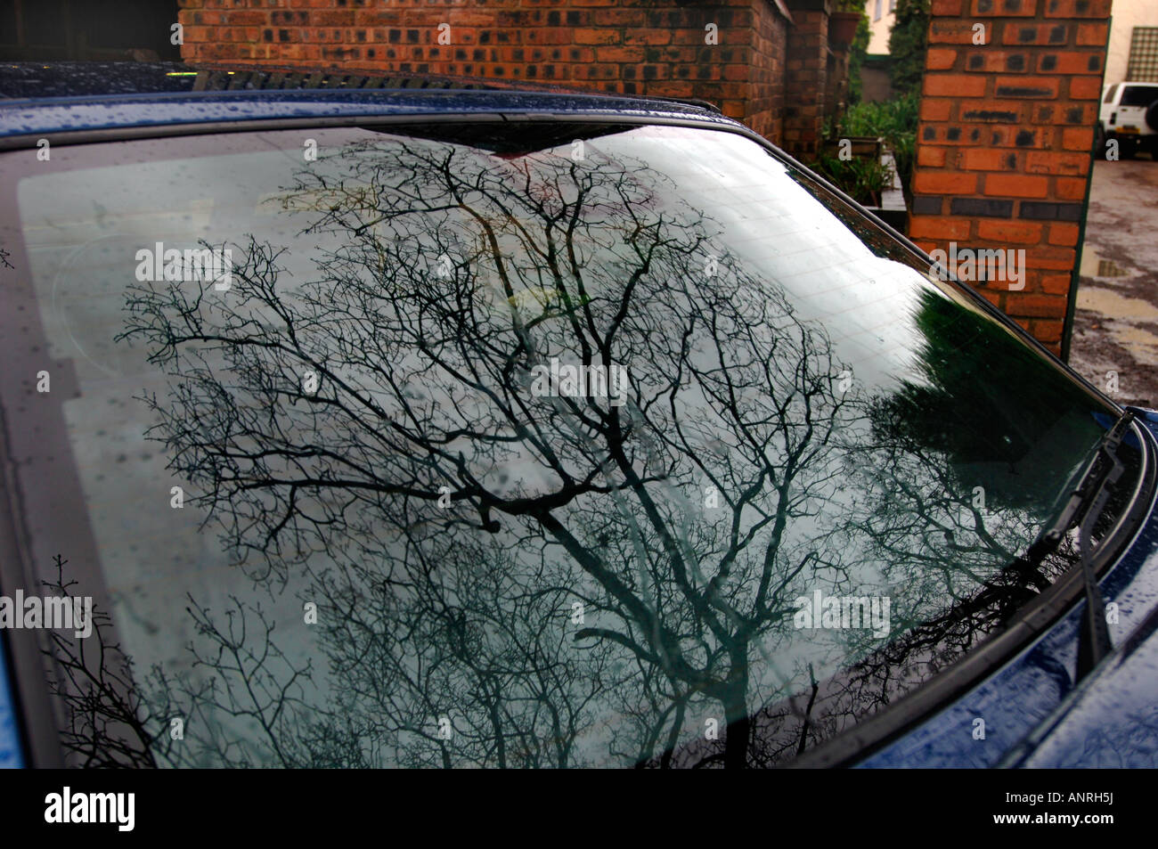 Tree Reflections In A Cars Rear Windscreen Stock Photo - Alamy
