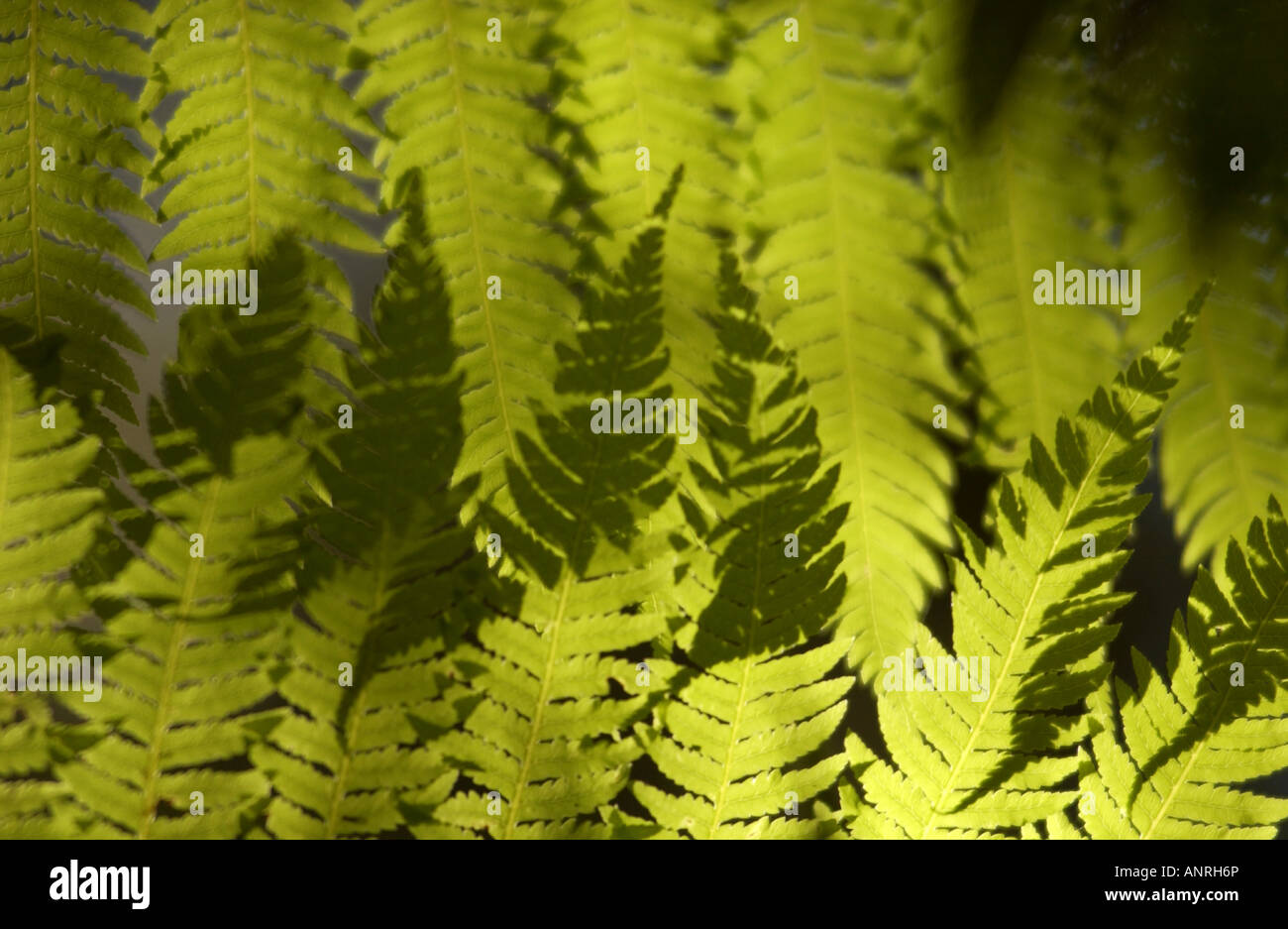 Dancing ferns hi-res stock photography and images - Alamy