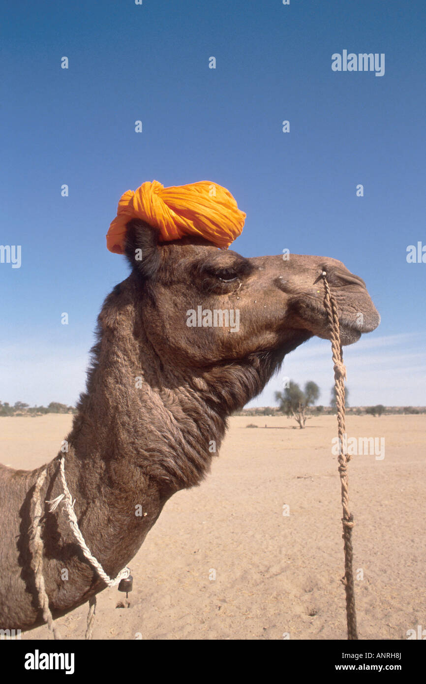 camel wearing a turbin Stock Photo - Alamy