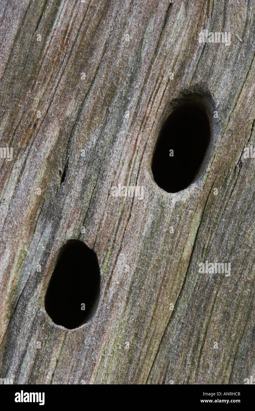 Woodpecker tree holes uk hi-res stock photography and images - Alamy