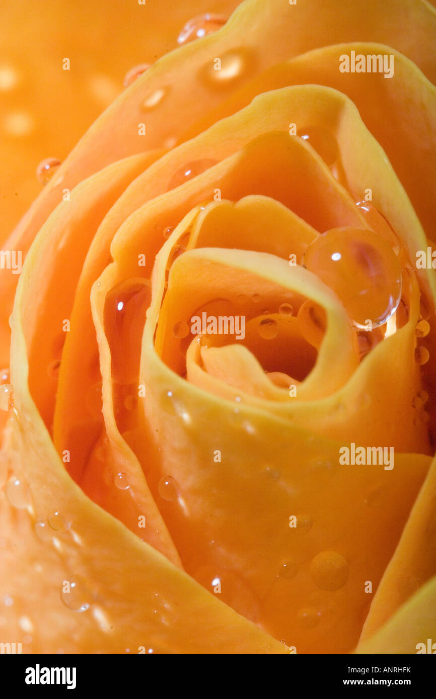 inside of a rose Stock Photo - Alamy