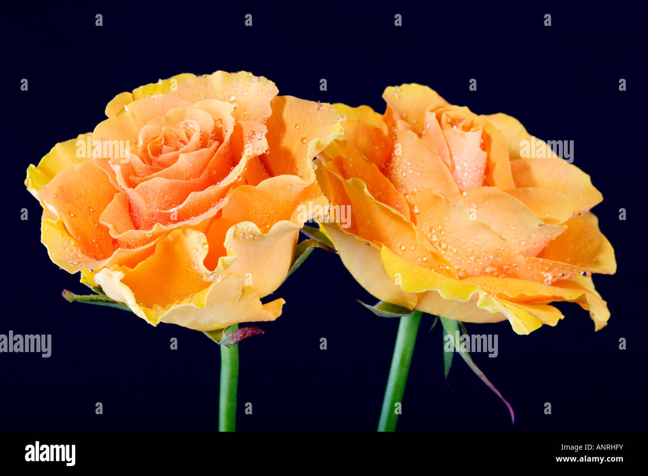 Parts flowers roses hi-res stock photography and images - Alamy