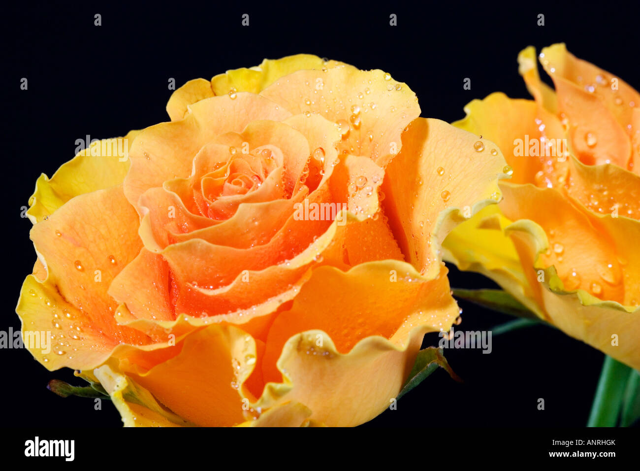 One and a half roses Stock Photo - Alamy