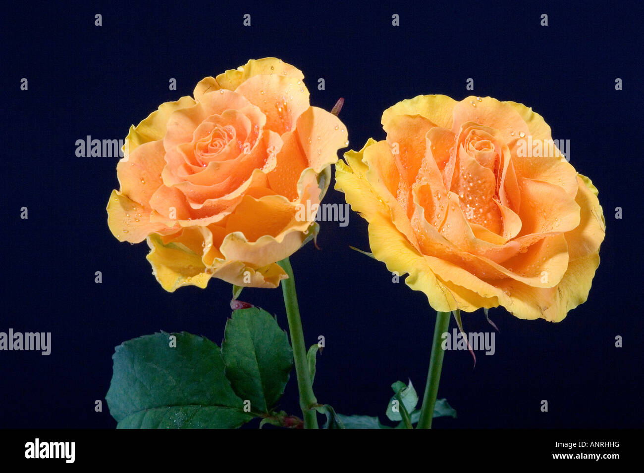 Two yellow roses Stock Photo - Alamy
