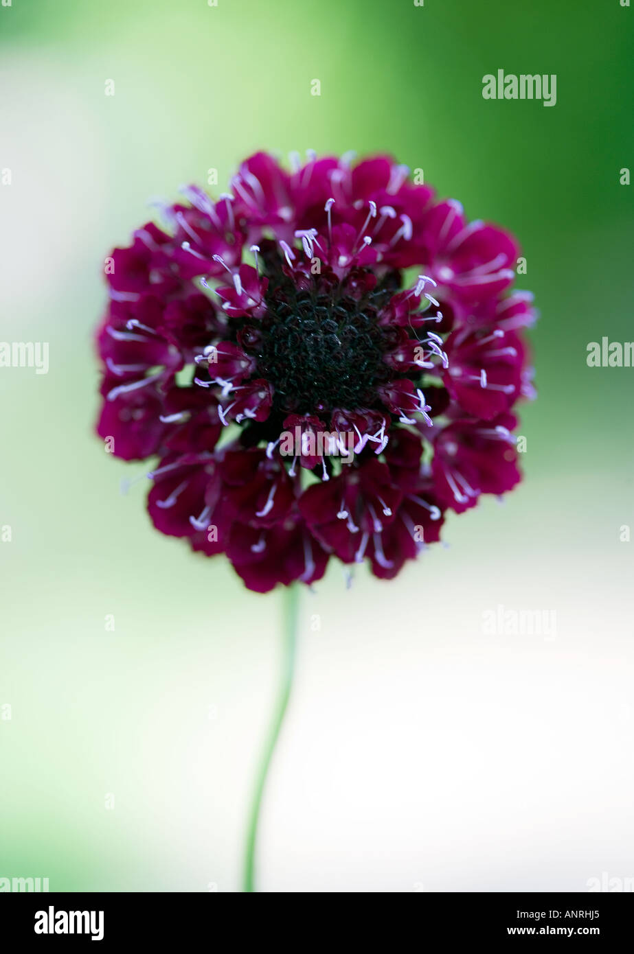 Red scabiosa hi-res stock photography and images - Alamy
