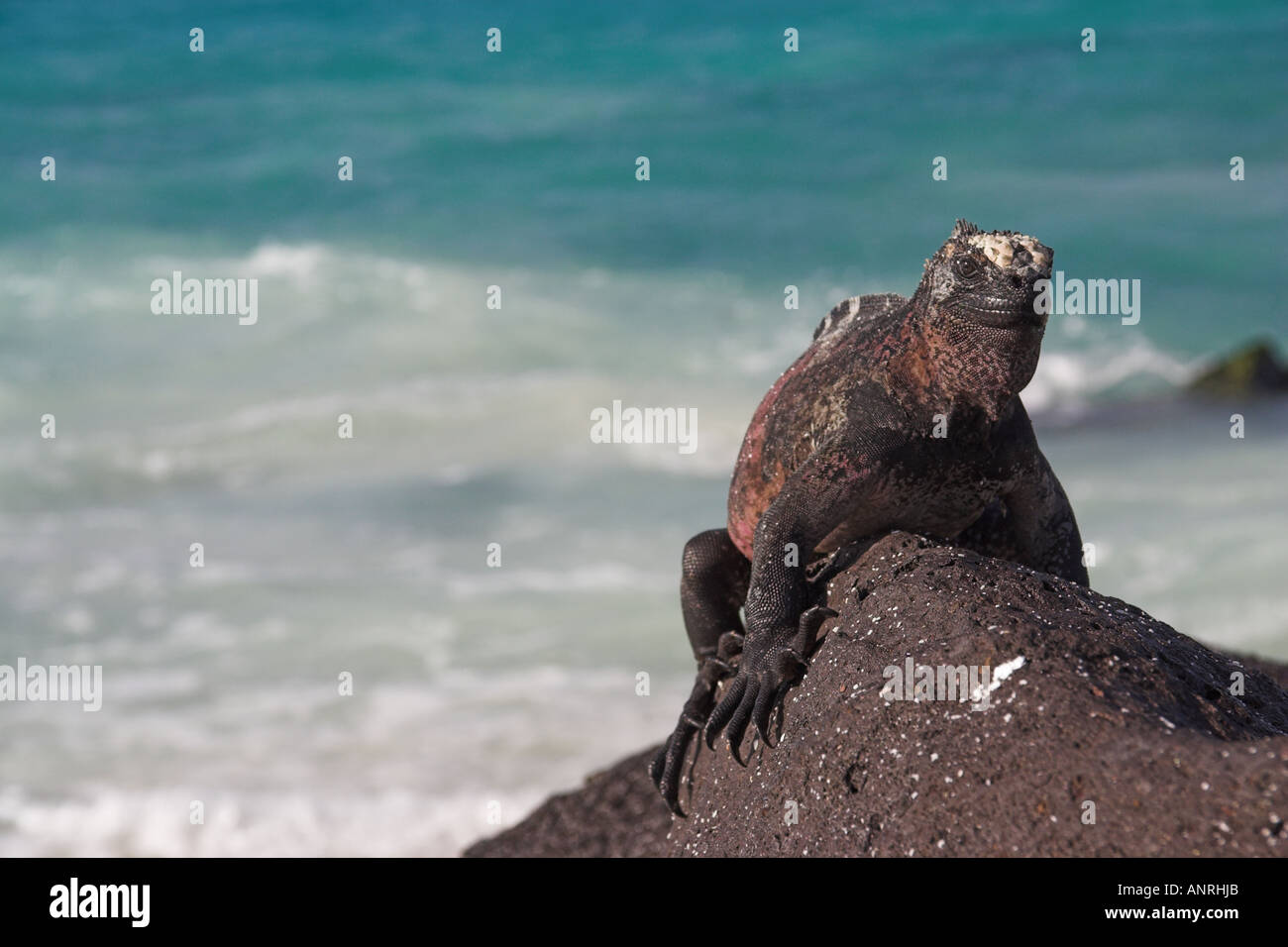 A marine iguana clings to a rock by the ocean c Mark Corti Stock Photo ...