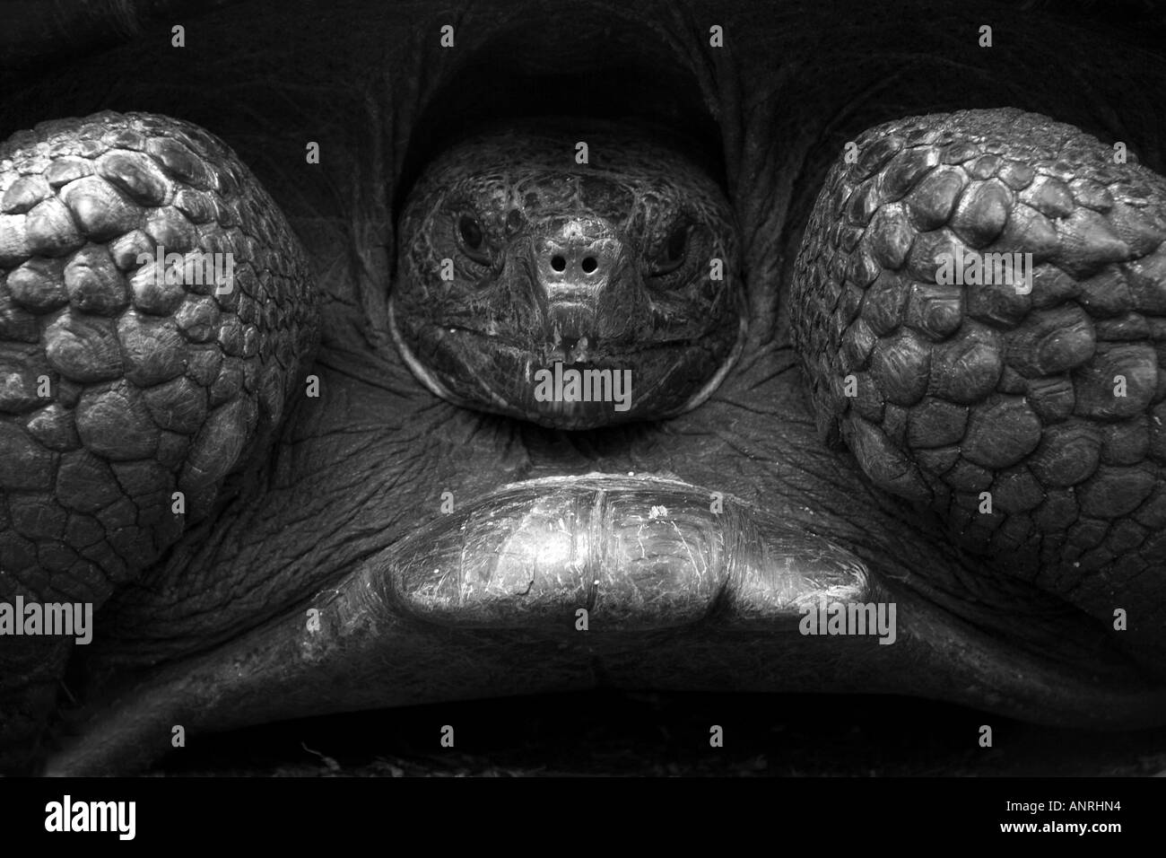 Galapagos Giant Tortoise retreating into its shell Stock Photo - Alamy