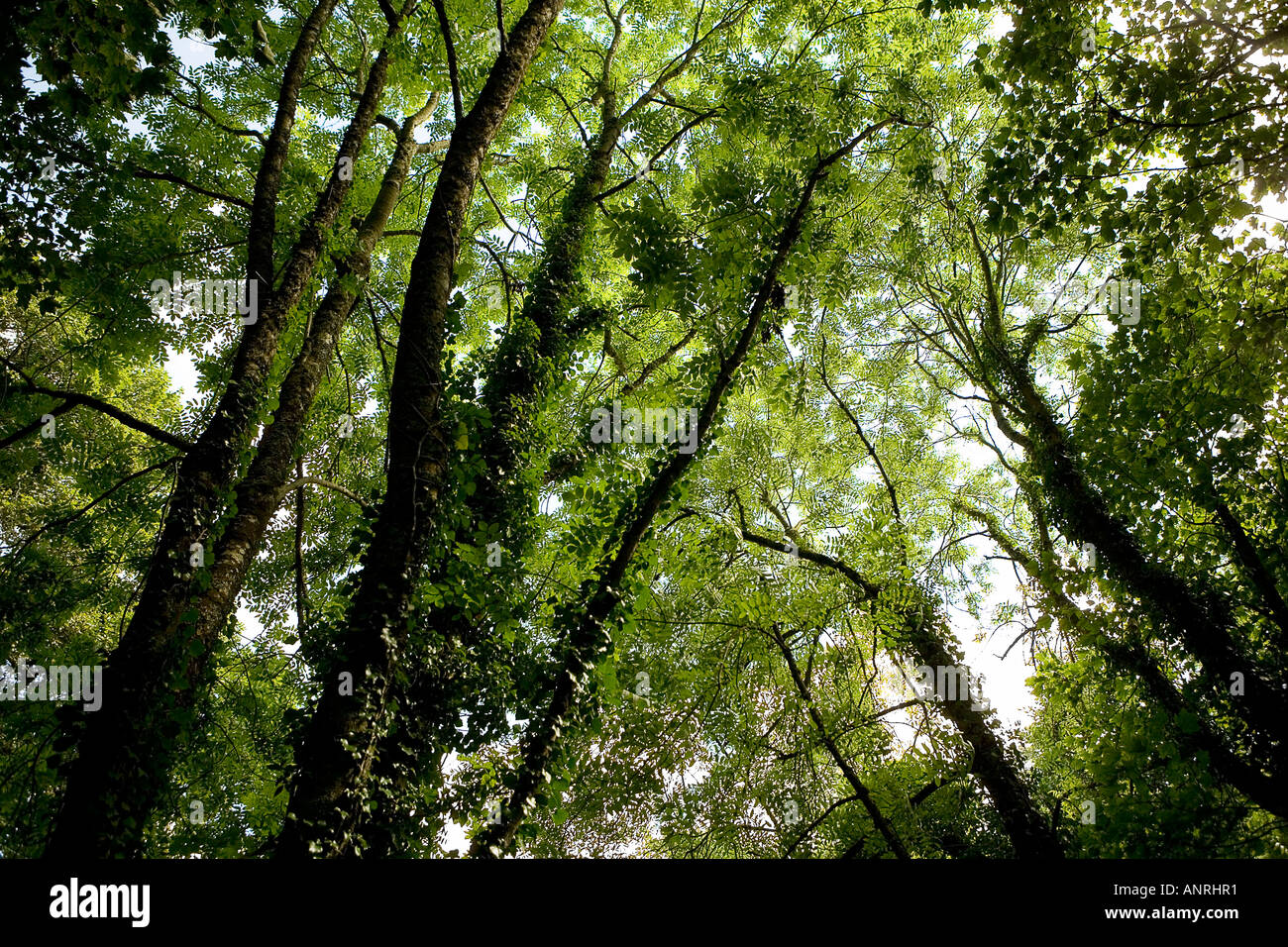COMMON NAME: Trees Stock Photo - Alamy