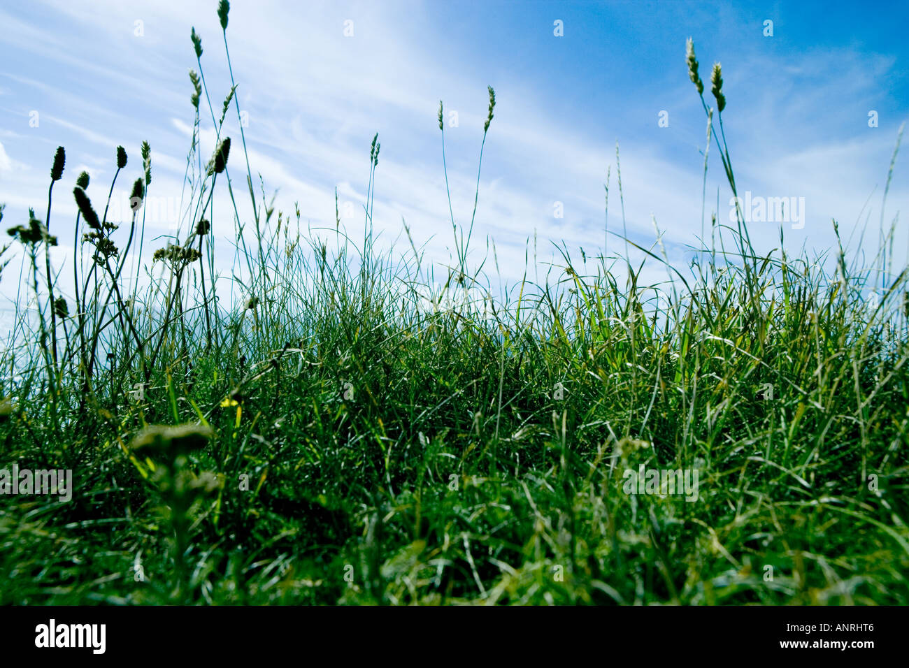 COMMON NAME: Grassy view Stock Photo - Alamy