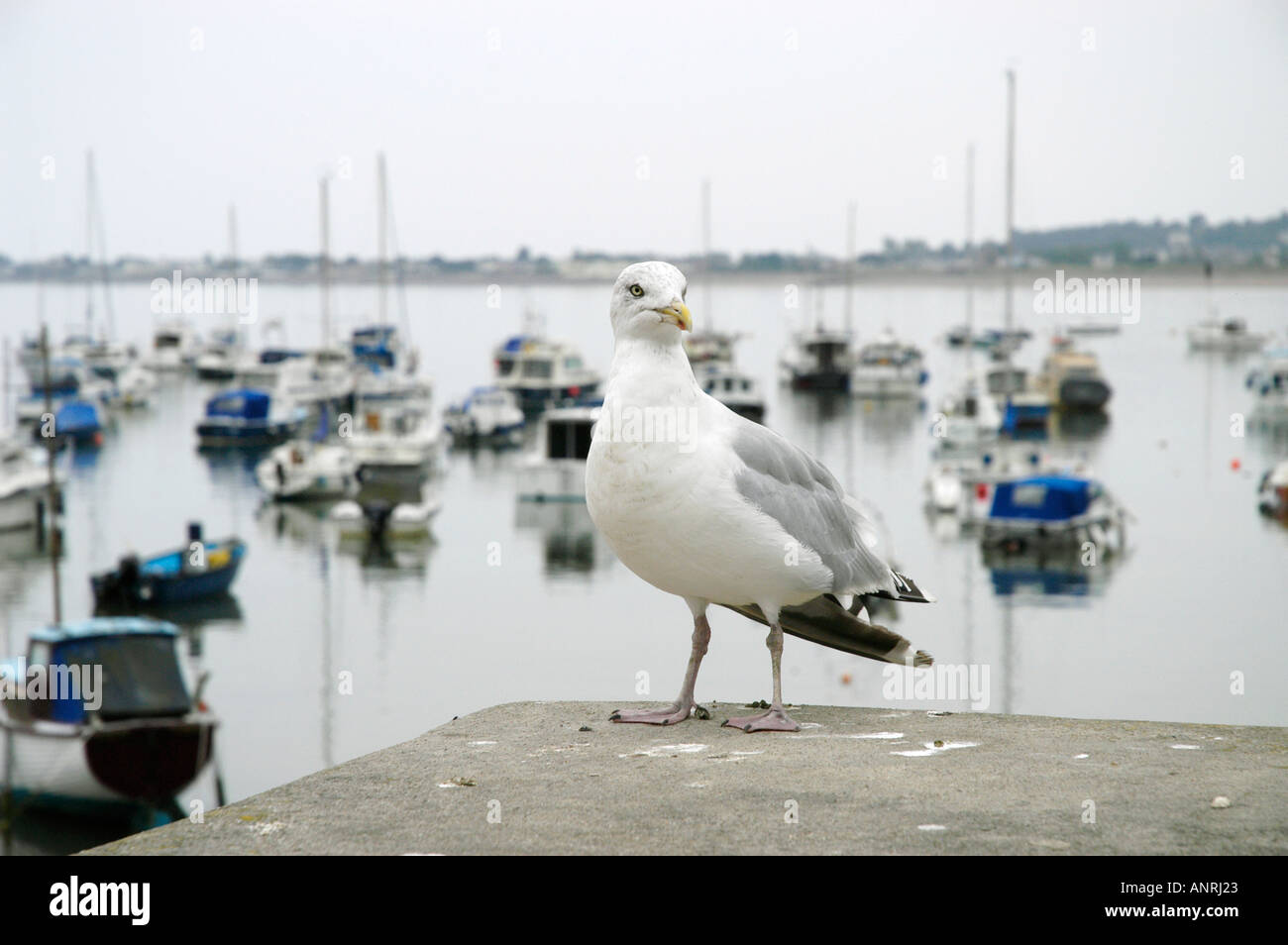 seagul standing on the harbour wall Stock Photo - Alamy